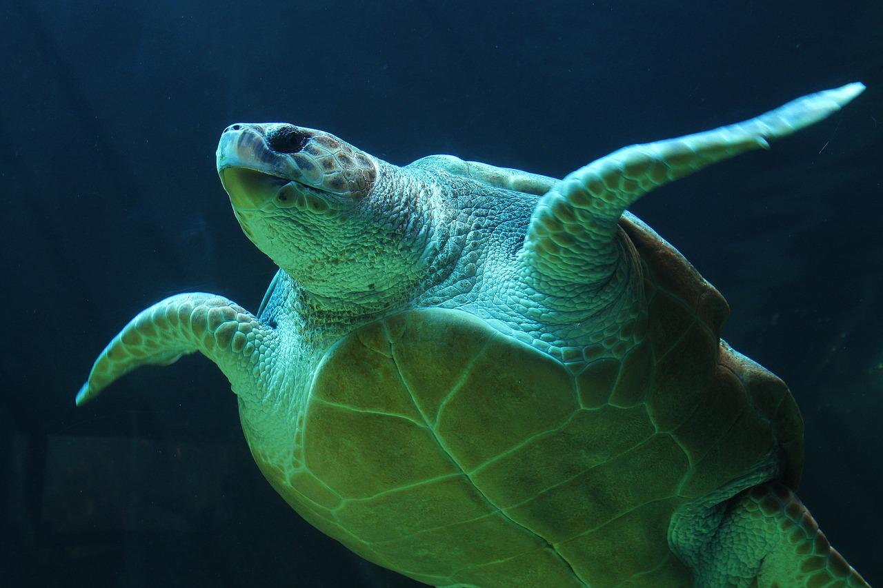 7 Amazing Attributes of Sea Turtle Spirit Animal - Sentient Muse