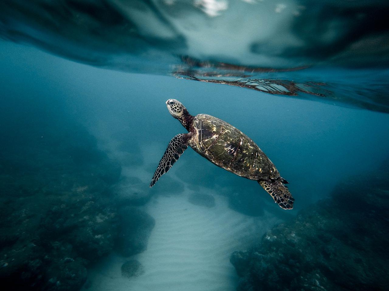 7 Amazing Attributes of Sea Turtle Spirit Animal - Sentient Muse