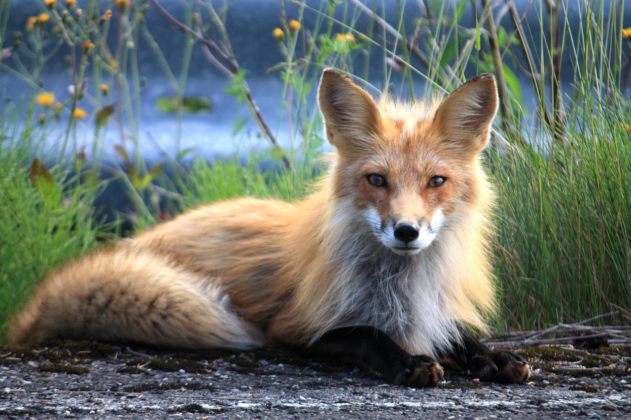 10 Amazing Attributes of Fox Spirit Animal - Sentient Muse