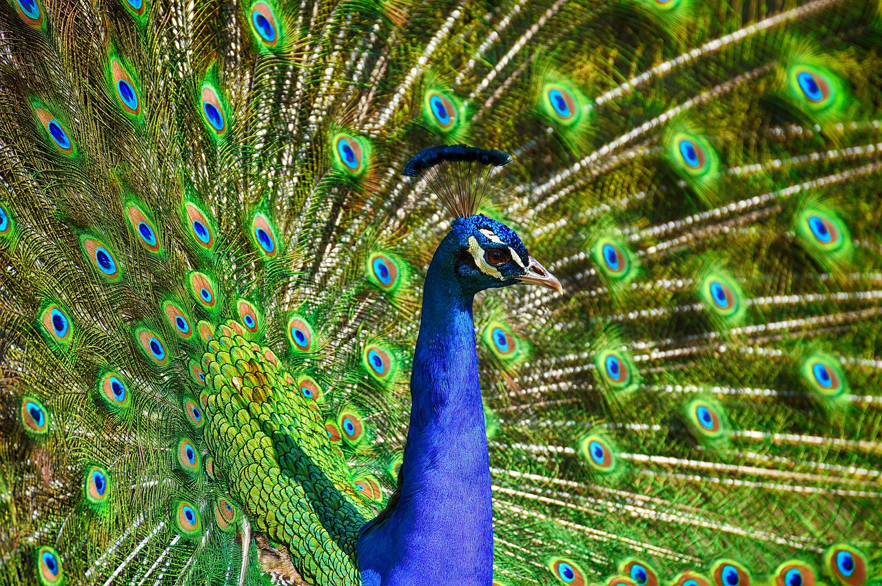 Peacock Spirit Animal | 8 Amazing Attributes - Sentient Muse