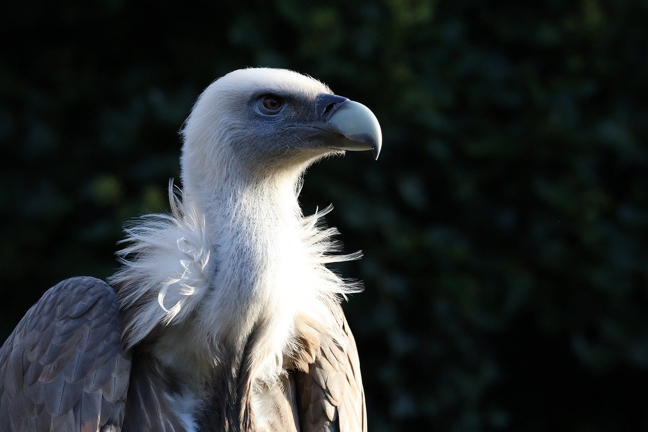 God the Progressive: Order, Chaos, and the Battle Within - Sentient Muse